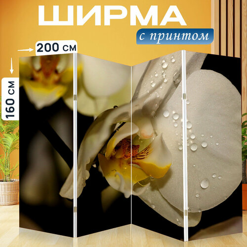 Ширма перегородка с принтом "Орхидея, белый, цветок" на холсте - 200x160 см. для зонирования, раскладная