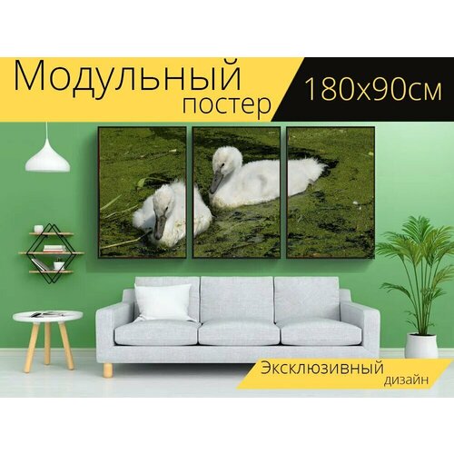 Модульный постер "Природа, лебеди, сигнетс" 180 x 90 см. для интерьера
