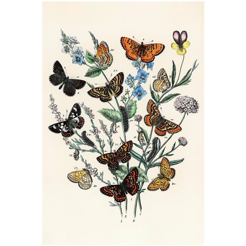 Постер / Плакат / Картина Бабочки - Бабочки и гусеницы 50х70 см в подарочном тубусе