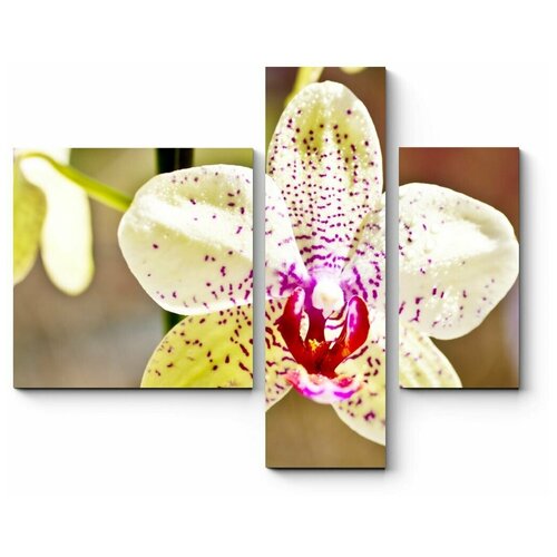 Модульная картина Тигровая орхидея 80x66