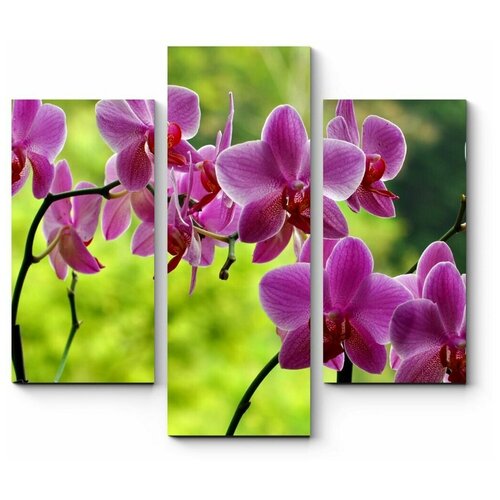Модульная картина Неподражаемые орхидеи 60x54
