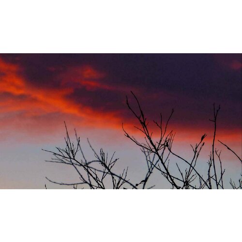 Картина на холсте 60x110 LinxOne "Ветки, восход солнца, небо" интерьерная для дома / на стену / на кухню / с подрамником