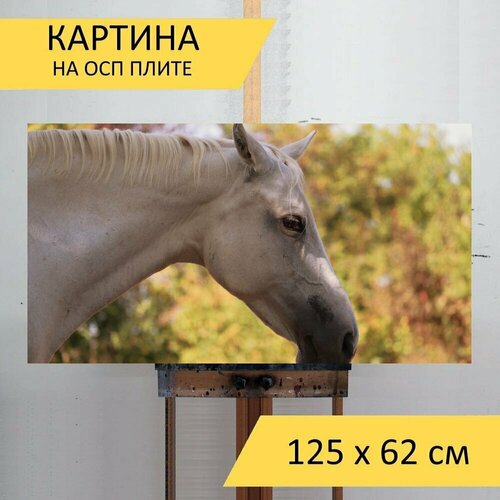 Картина на ОСП 125х62 см. "Лошадь, лошадиная голова, белая лошадь" горизонтальная, для интерьера, с креплениями